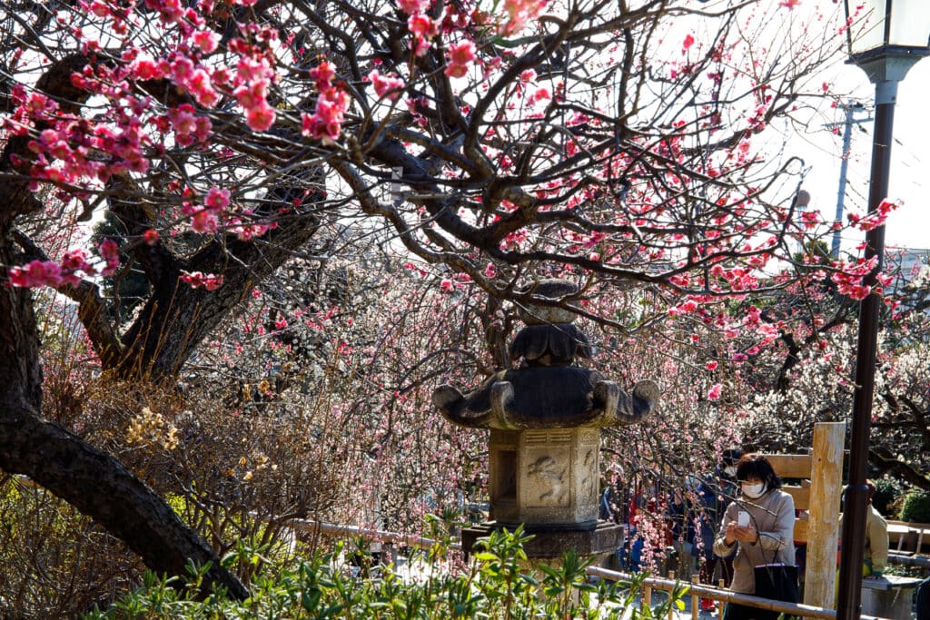 3 amazing places to enjoy plum blossoms in Tokyo - Practical Japan